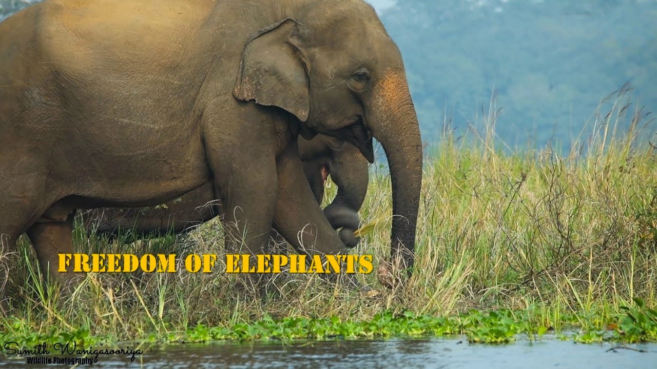 The Fight for Freedom: Elephants Asian Elephant Soul - YouTube