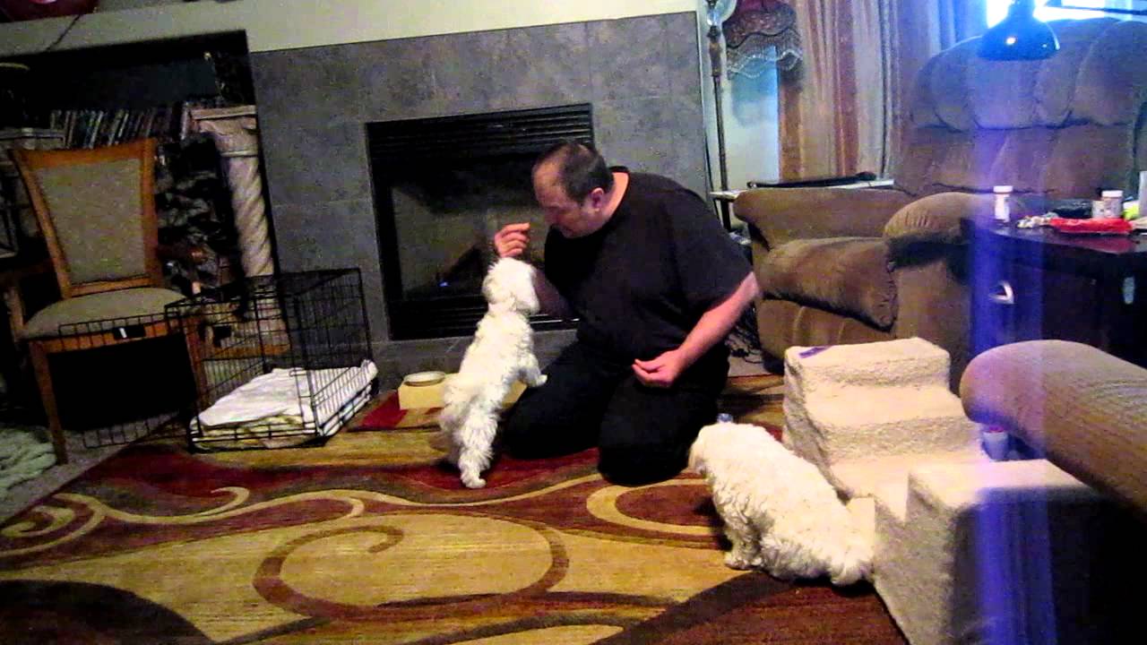 Maltese Tricks 2012 012.MOV - YouTube