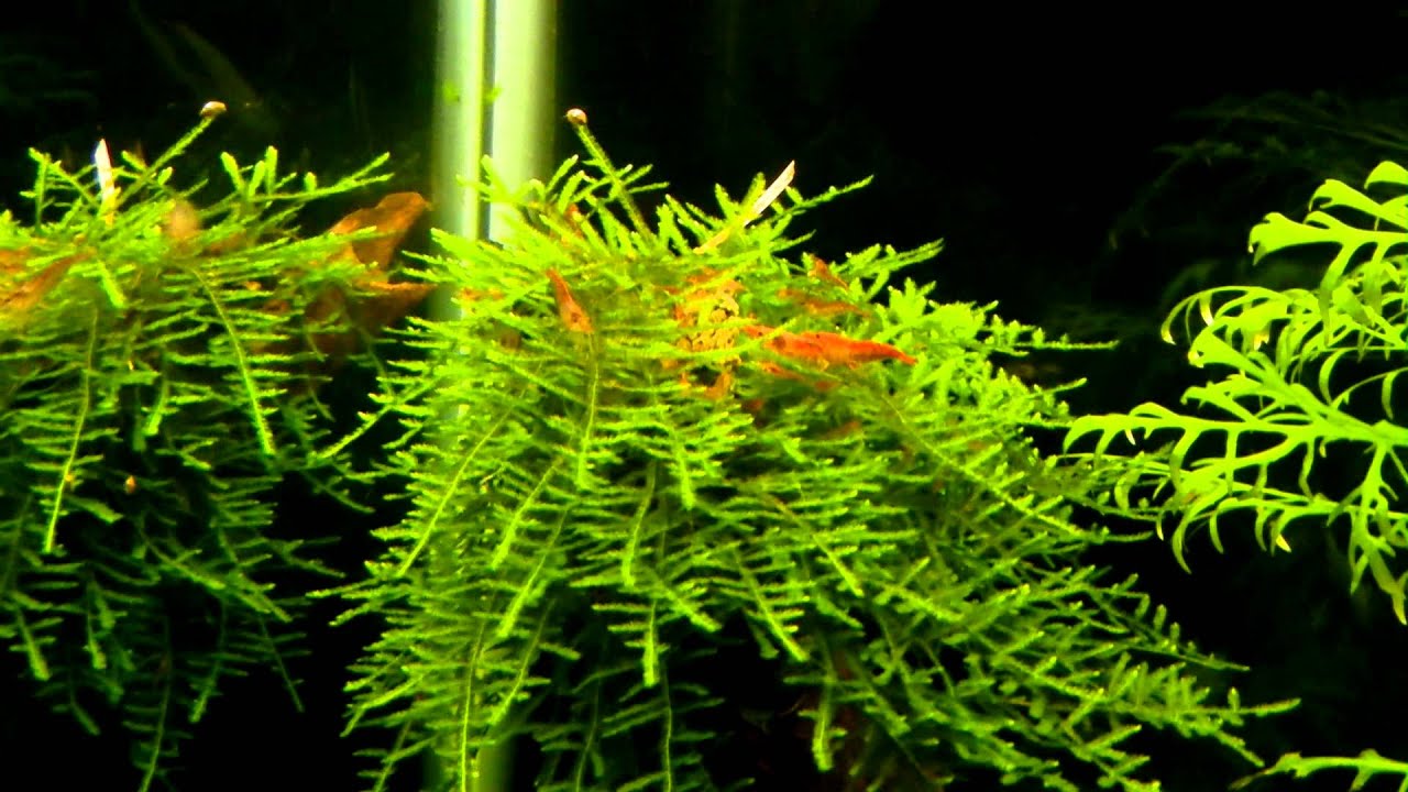 Weeping Moss - Vesicularia Ferriei Part 2 - YouTube