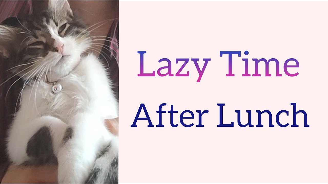 Lazy Time After Lunch #funnykitten #funnycat #funnyanimal #lazy - YouTube
