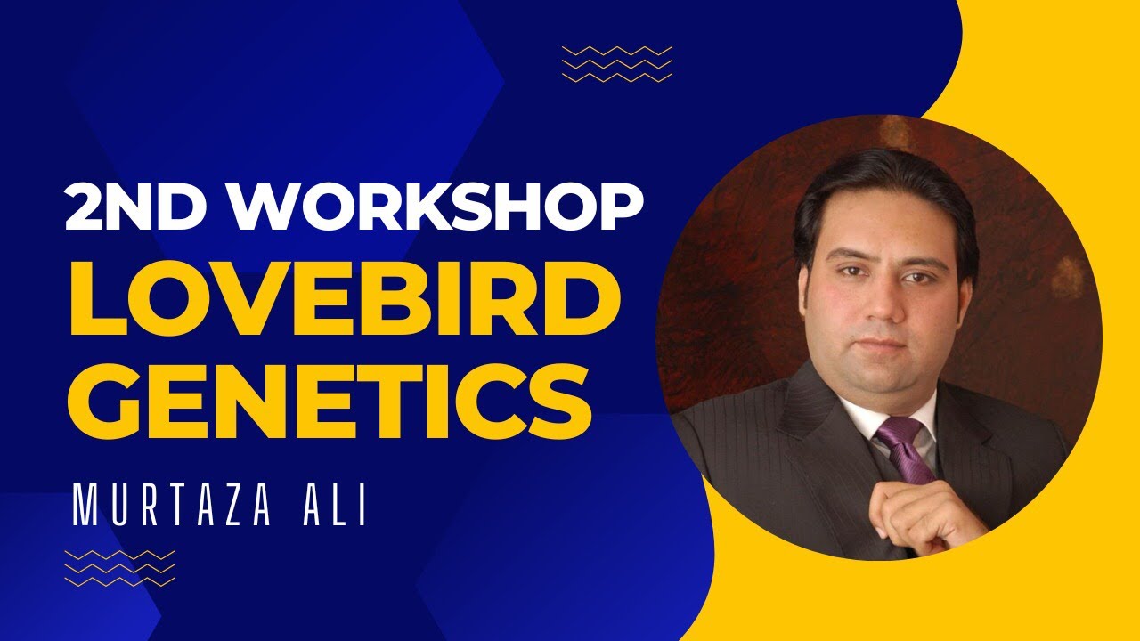Love birds promotion platform Faisalabad lovebird genetics by murtaza ...