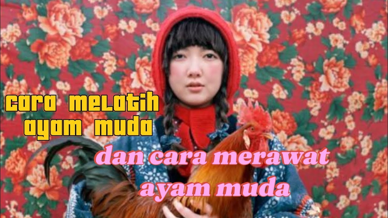 Melatih ayam muda mode santai dan cara perawatanya - YouTube