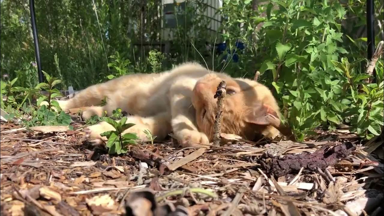 Do Cats Enjoy Catnip? Cute Feline Having Cat Fun In Beautiful Mew (New: ) Mexico Garden: Cat ...