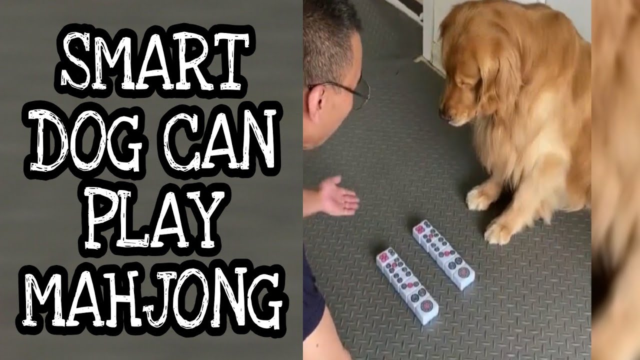 SMART DOG CAN DISTINGUISH MAHJONG🥰 - YouTube