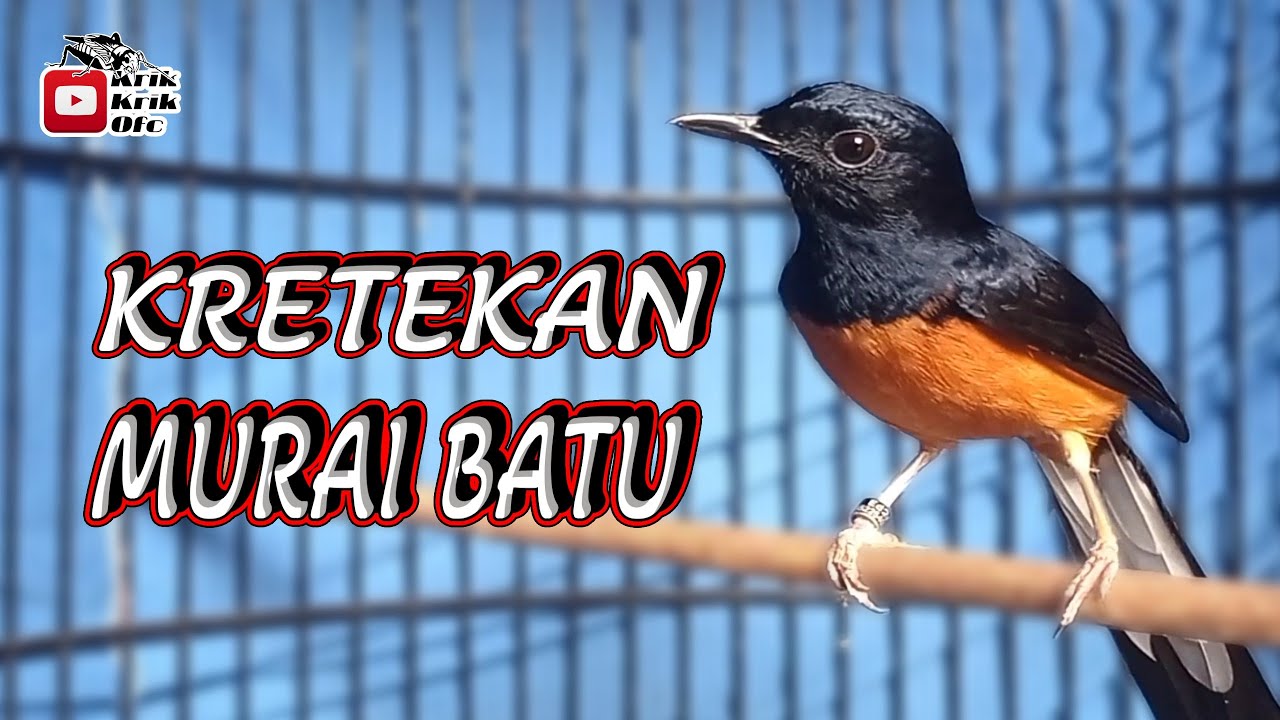Kretekan Murai batu,, Kretekan Keras,, Kretekan pendongkrak emosi ...