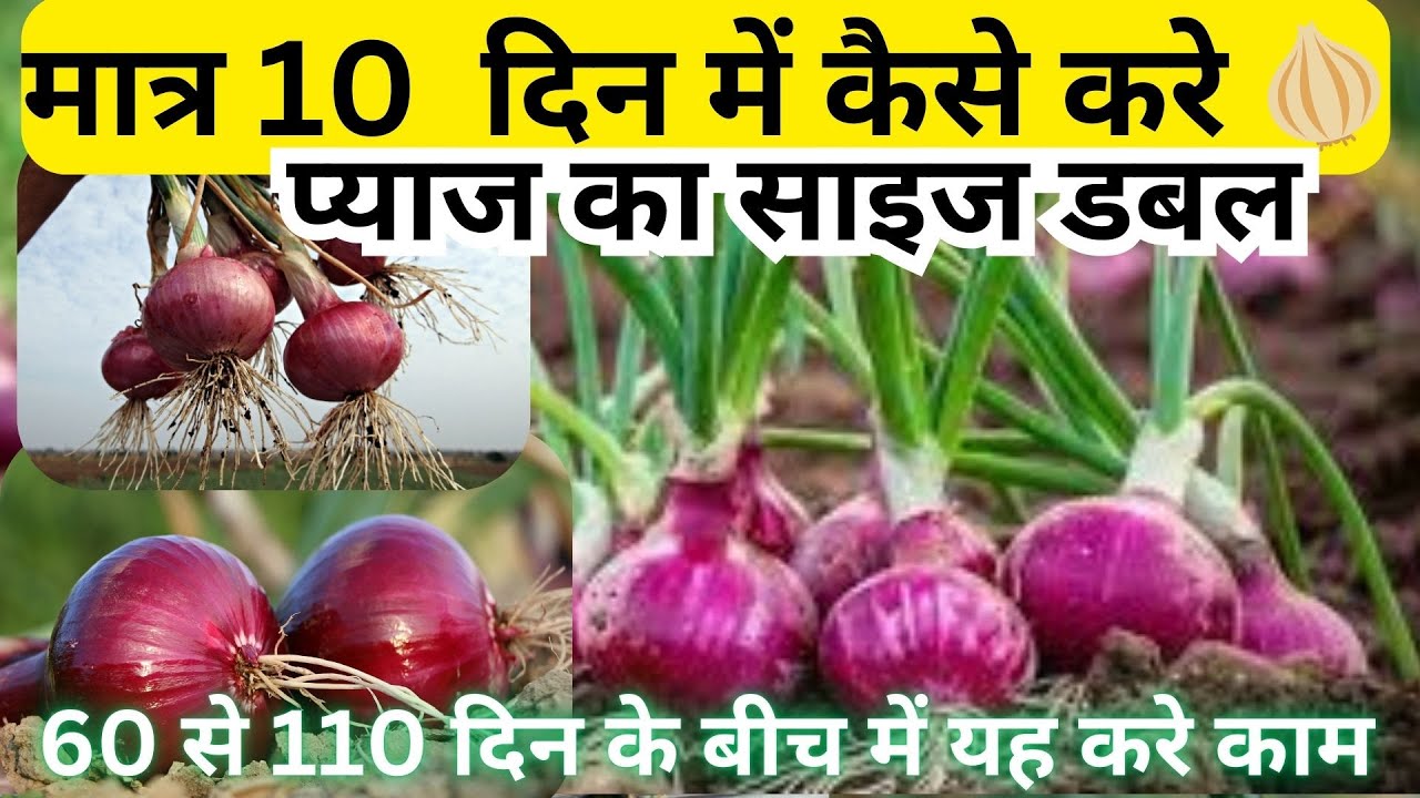 प्याज का साइज कैसे बढ़ाए | Pyaj me konsa khad dale | Pyaj me pilapan ...