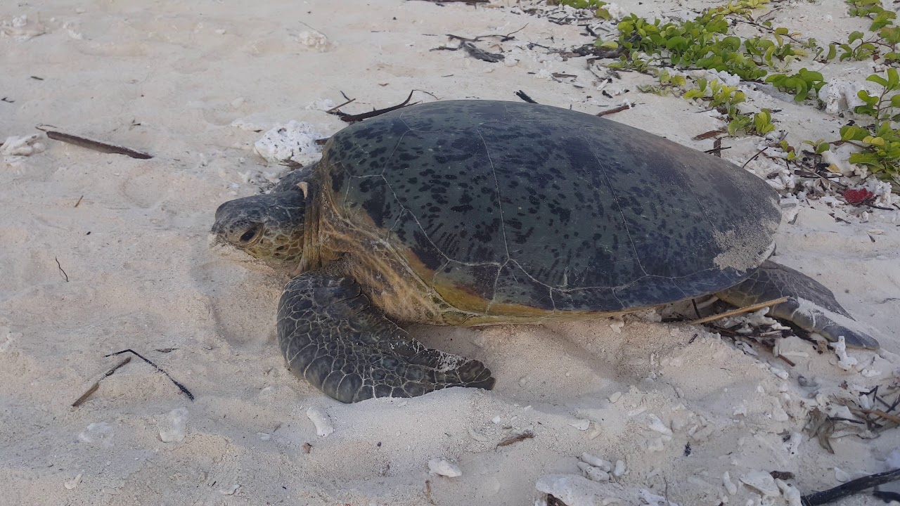 Nesting green turtle go back to the ocean. - YouTube