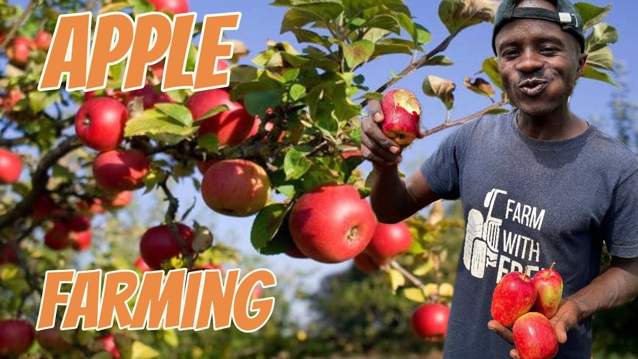 Shocking Apple Farming profits: you won’t believe it #apple #garden ...
