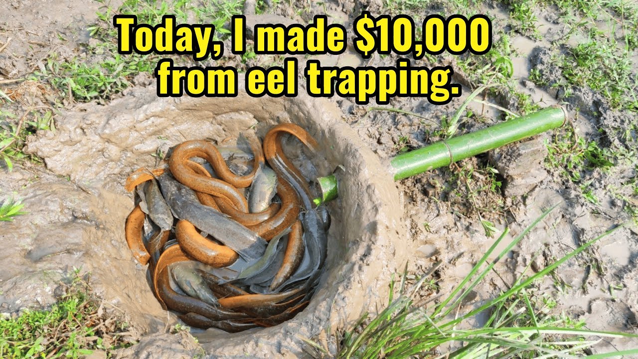 Today, I made $10,000 from eel trapping. - YouTube