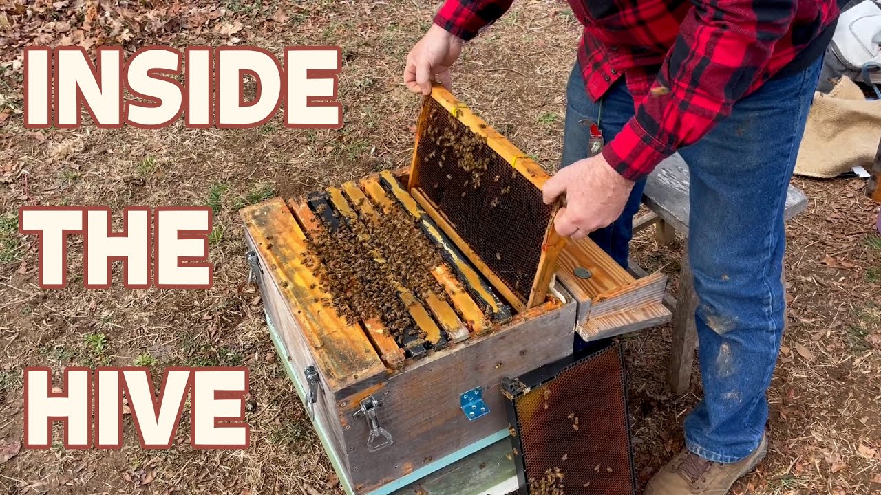 How To Move Bees Back Below The Queen Excluder For Spring - YouTube