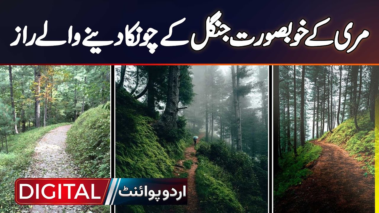 Shocking Secrets Of Murree's Beautiful Forest - YouTube