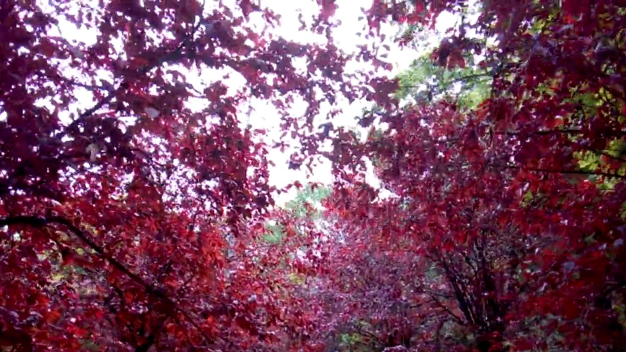 The Way Full of Red Tree's - YouTube