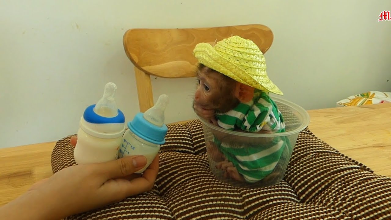 Extremely Cute When Adorable Shusy Waiting To Get Milk - YouTube