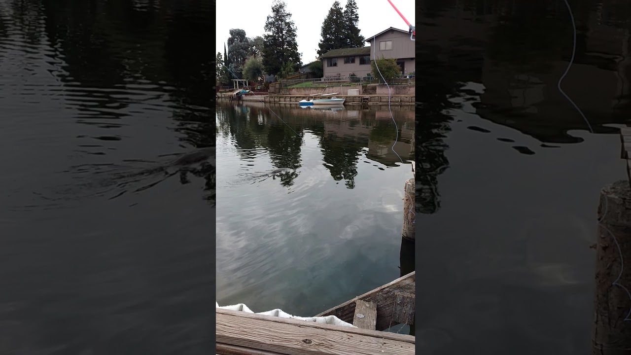 Otter sighting #3 in Lake Alhambra - YouTube