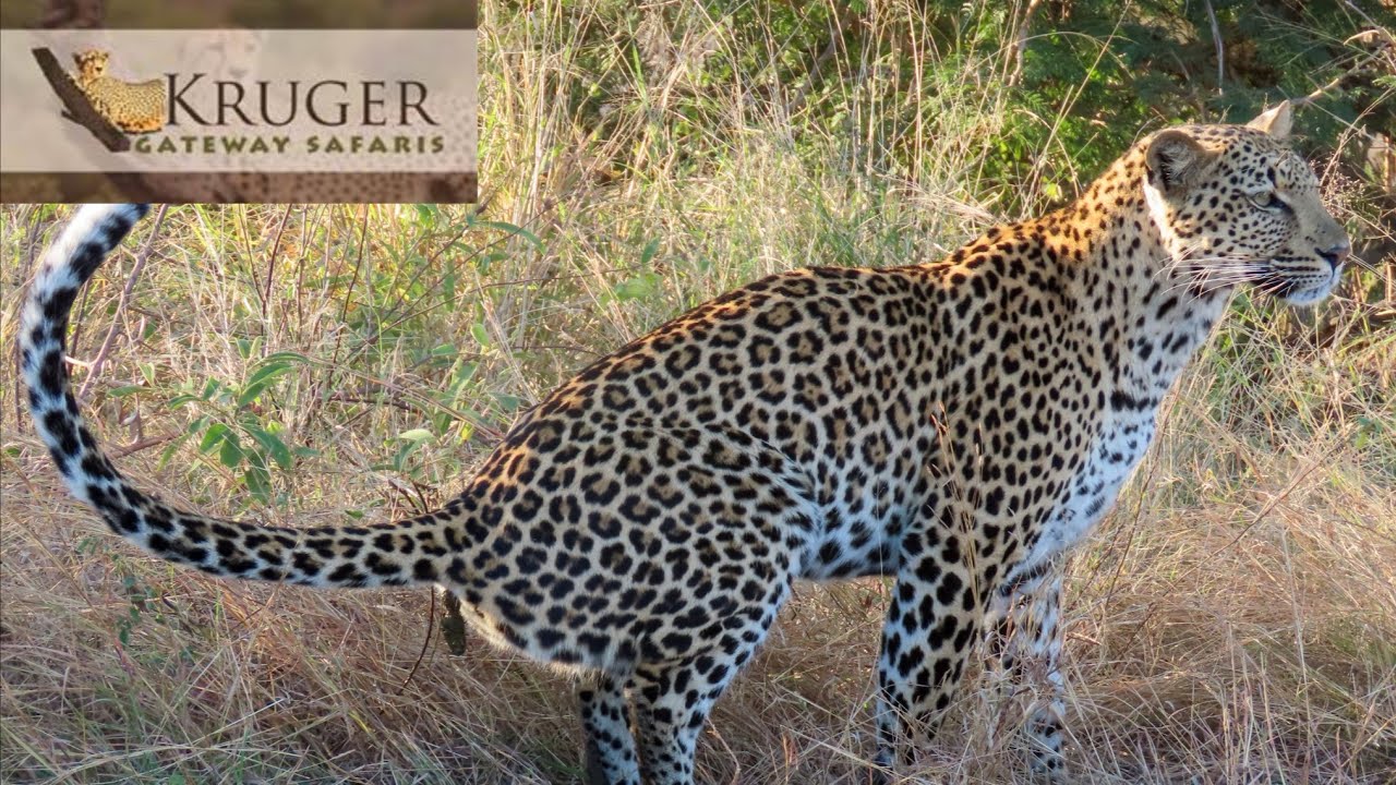 Incredible Leopard: Close up marking territory. - YouTube