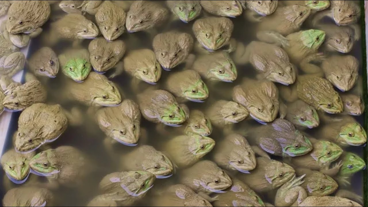 Wow! Frog Farm - How to raise frogs - YouTube