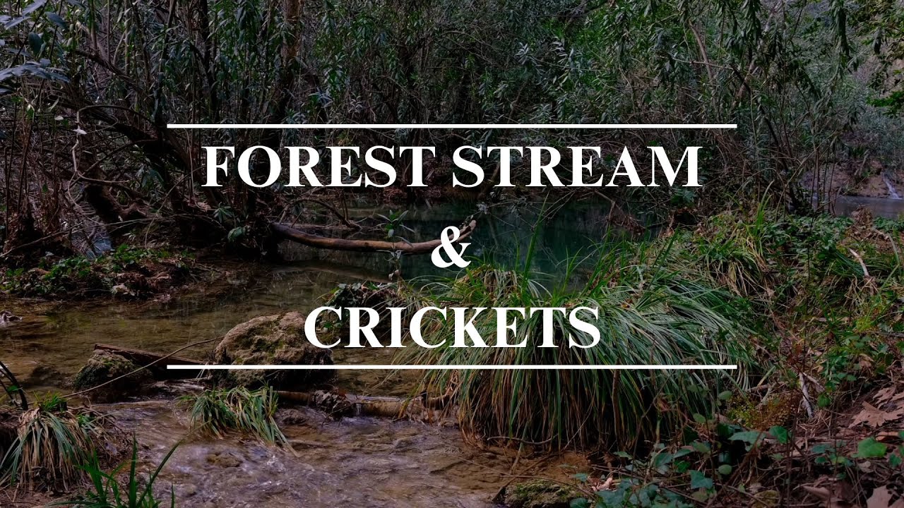4-Hour Forest Stream & Crickets: Relaxing Soundscape - YouTube