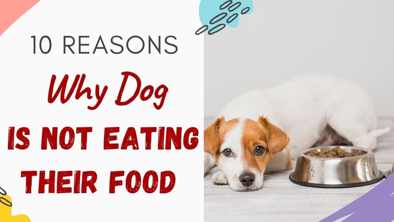 Why Is My Dog Not Eating His Food 10 Reasons Answered Explained why-is-my-dog-not-eating-his-food-10-reasons-answered-explained
