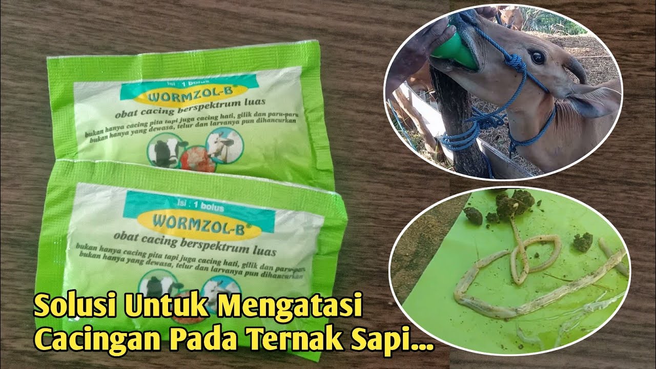 Obat Cacing Untuk Sapi, Sangat di Rekomendasikan untuk Mengatasi Sapi ...