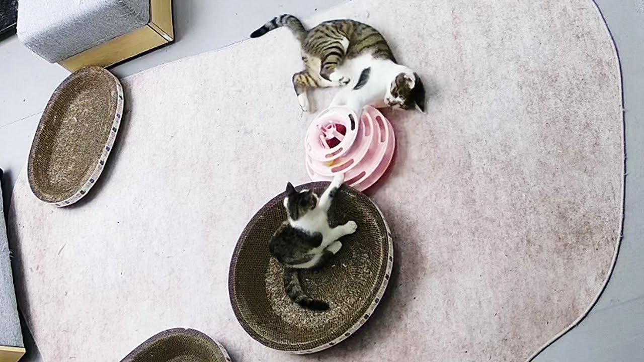 😹 CCTV Camera captures cats having fun with their new toys - YouTube