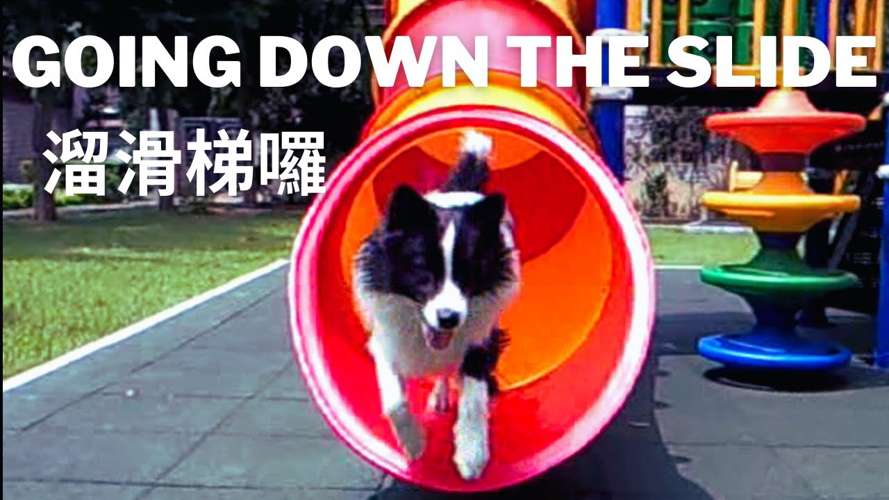 Dog Going Down The Slide 🤪 溜滑梯囉 - YouTube