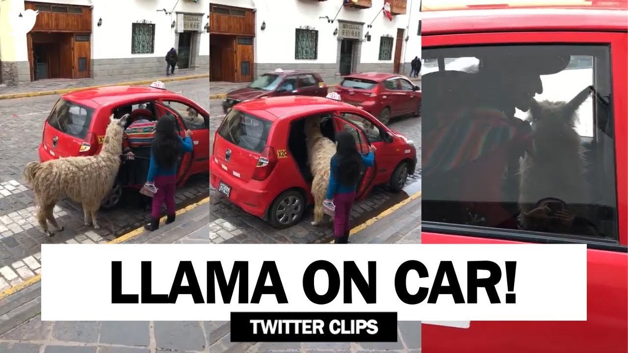 Adorable Llama Traveling on a Car in Peru! | Viral Video on Twitter ...