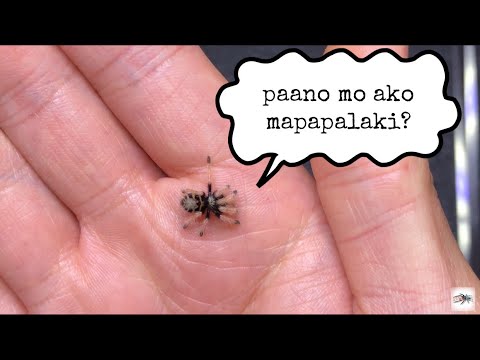 Basics ng spiderling care - YouTube