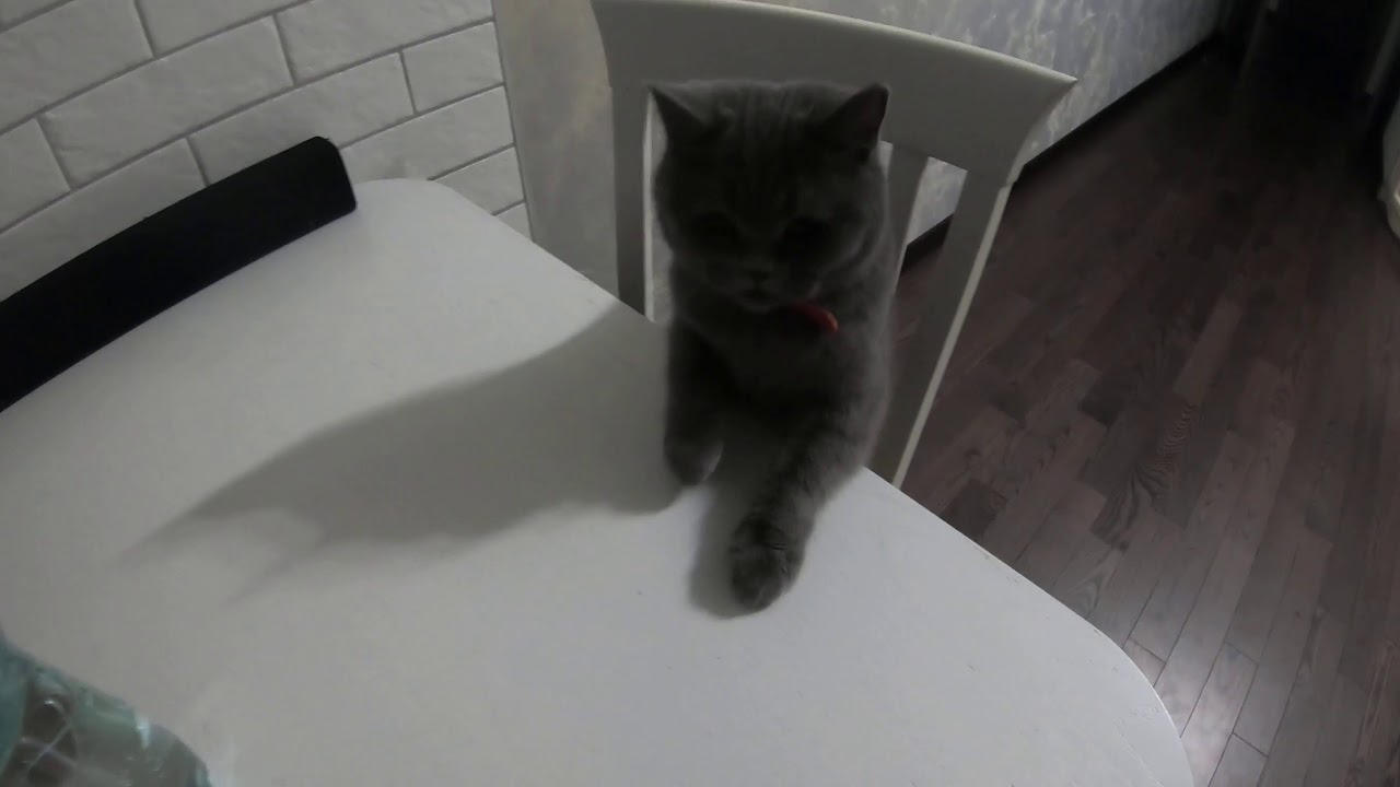 Meow! Cute Lisa cat is fighting hand! Кіт Lisa грається! - YouTube