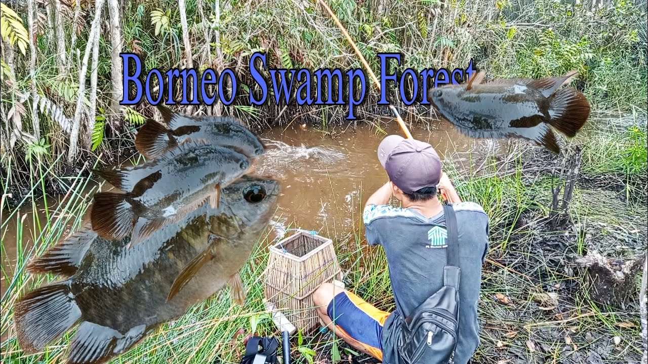 Fishing In The Borneo Swamp Forest #PF74 - YouTube
