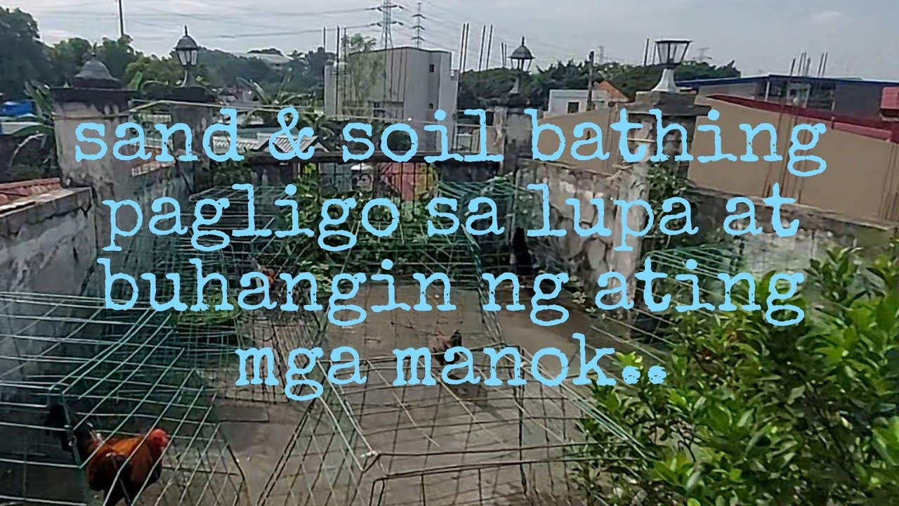 sand & soil bathing,(pag ligo ng manok sa lupa at buhangin) - YouTube