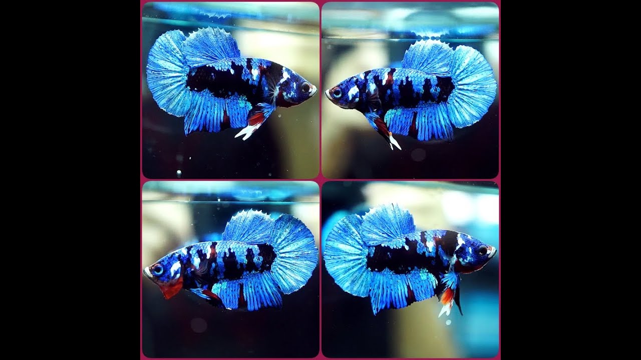 A252 RARE!! BLUE KOI GALAXY STAR HMPK Male Betta Fish - YouTube