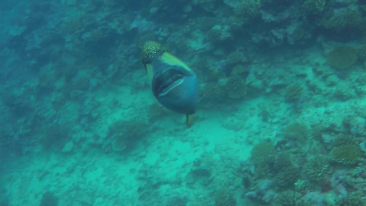 Triggerfish - Moorea, Society Islands, French Polynesia - YouTube