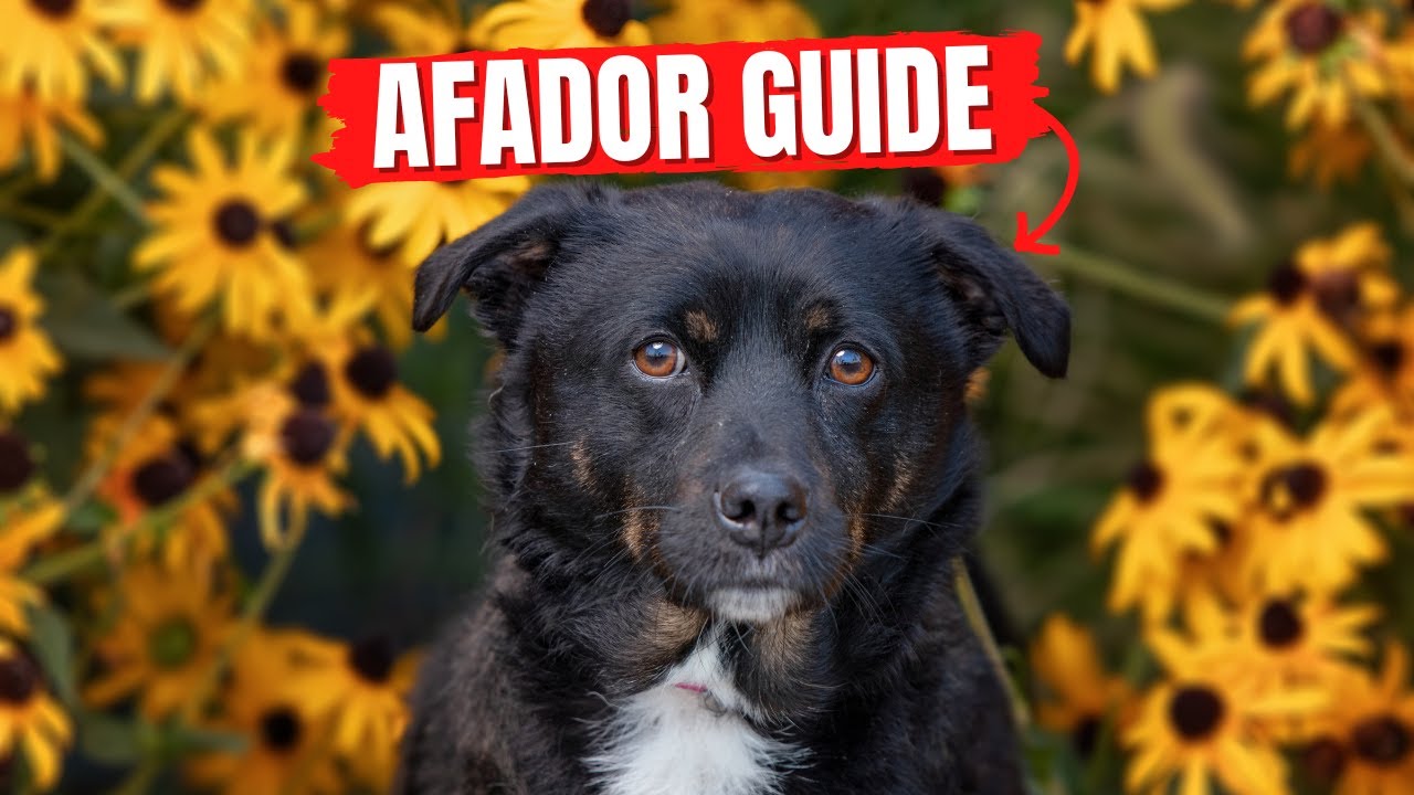 Afador Dogs for First Time Owners (Full Guide) - YouTube