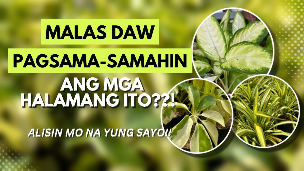 MGA HALAMANG HINDI PALA DAPAT PINAG SASAMA! - YouTube