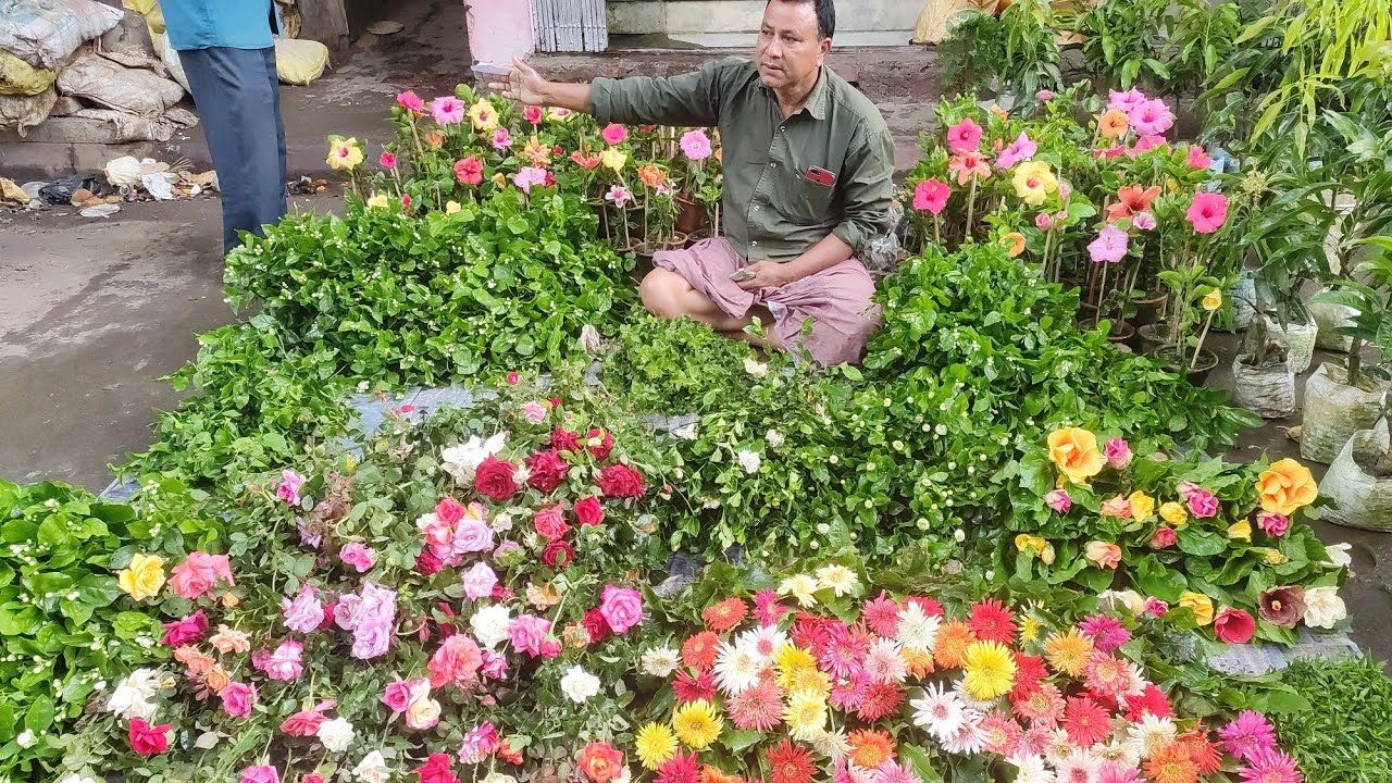 jarbera,rose,jusmin flower,hibiscus plant latest plant price at ...