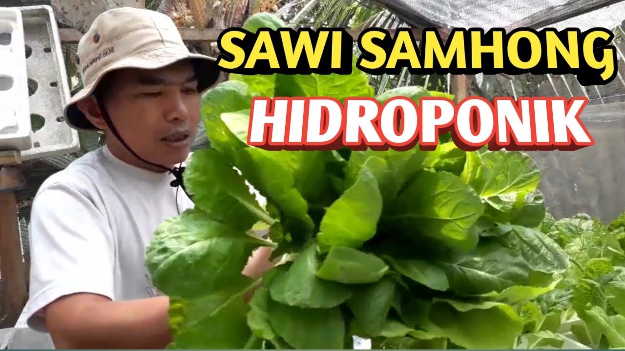 HIDROPONIK SEDERHANA SAWI SAMHONG - YouTube
