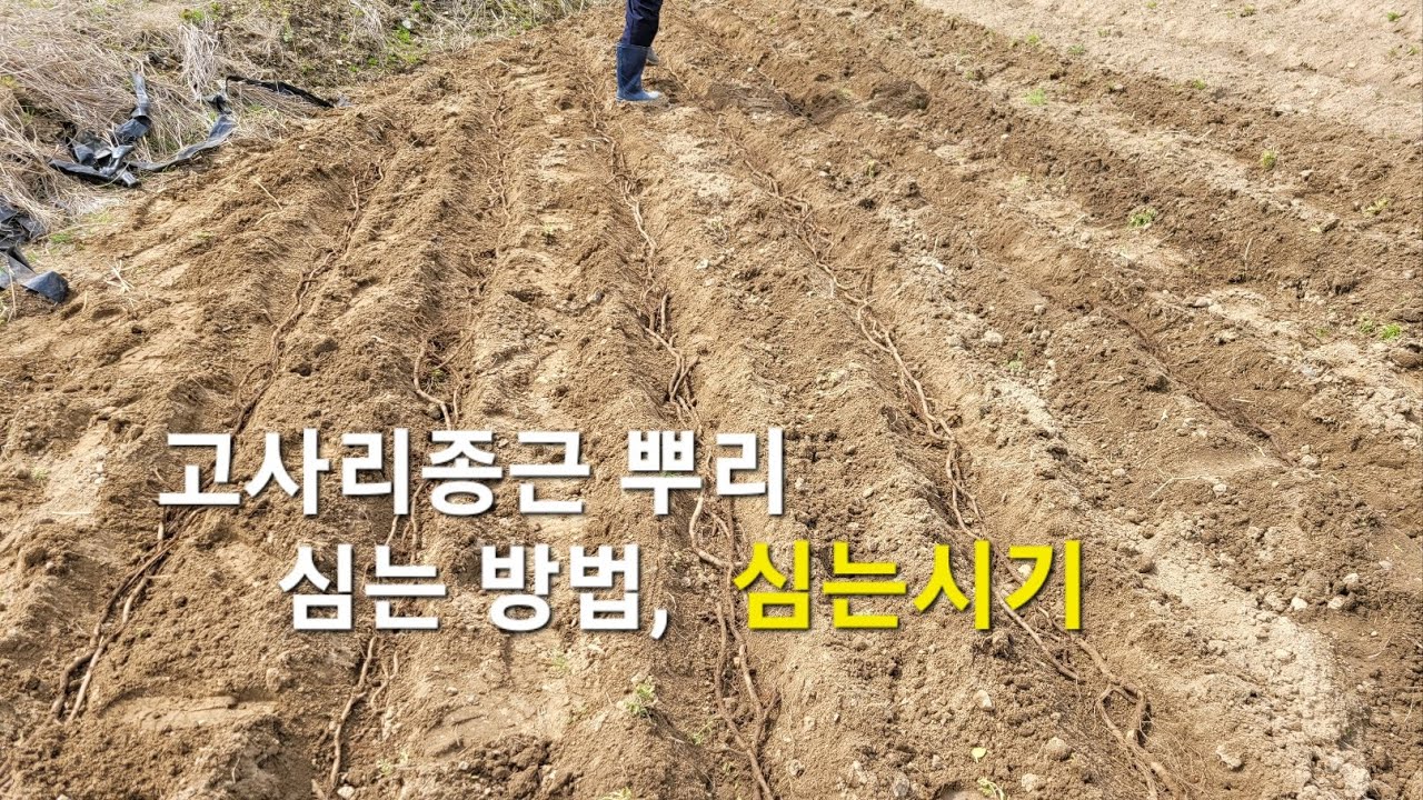 고사리 종근 뿌리 심는 방법, 심는시기 planting gosali - YouTube