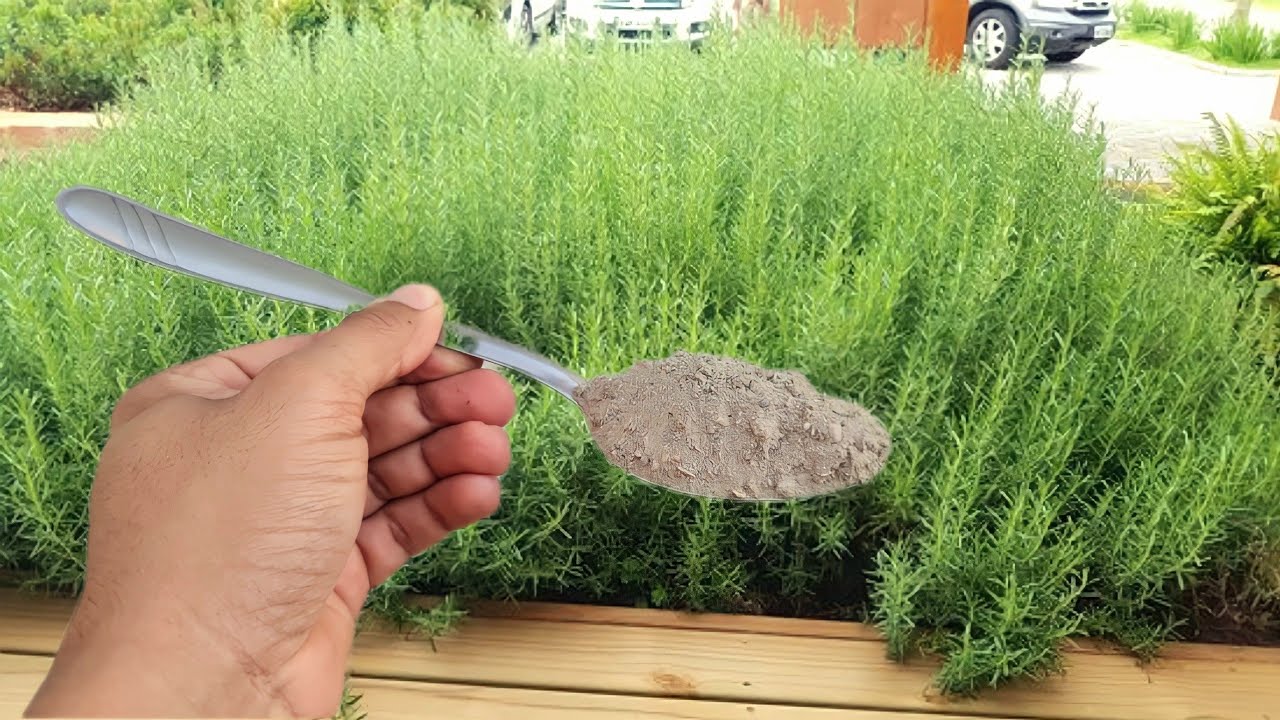 ESSA COLHER CRESCE SUA PLANTA - YouTube