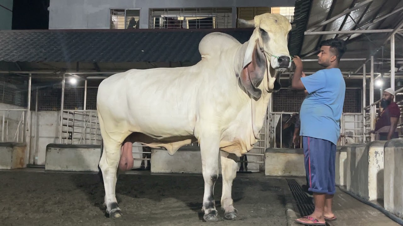 Live Sold : Giant Indo Brazil Bull | Sadeeq Agro Exclusive | Imran Vai ...