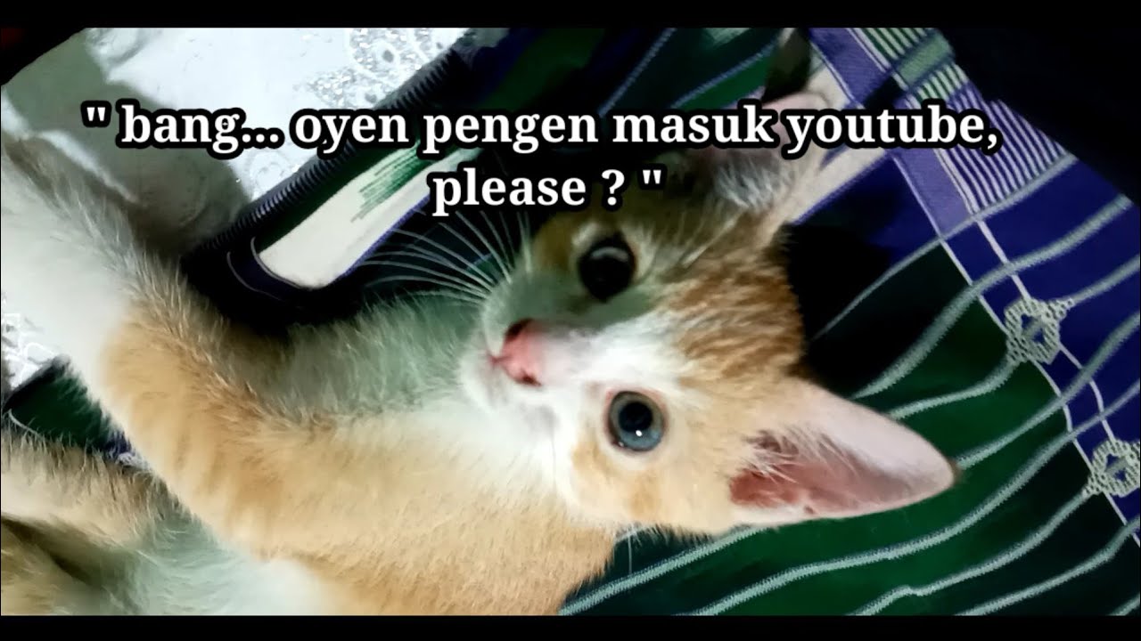 Anak Kucing Orange " Oyen " lucu mau masuk Youtube - YouTube
