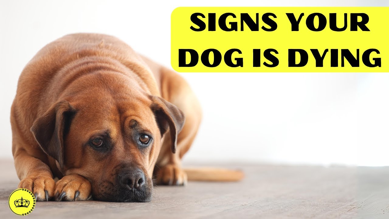 Warning Signs: Is Your Dog Dying? - YouTube