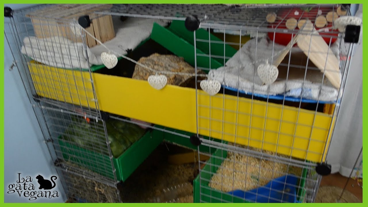 ROOM TOUR JAULA CYC DE COBAYAS 3 PISOS FEBRERO 2018 | CUYOS,CUYS ...