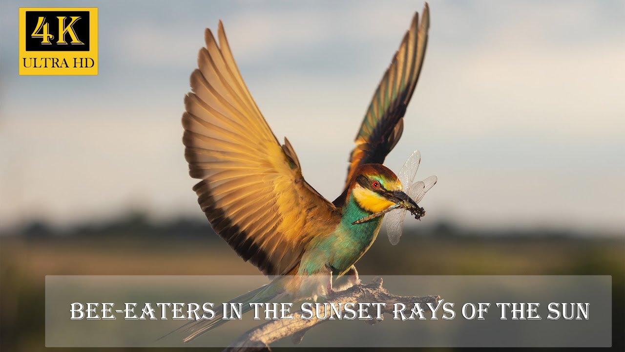 bee eaters in the sunset rays of the sun, singing and communicating ...
