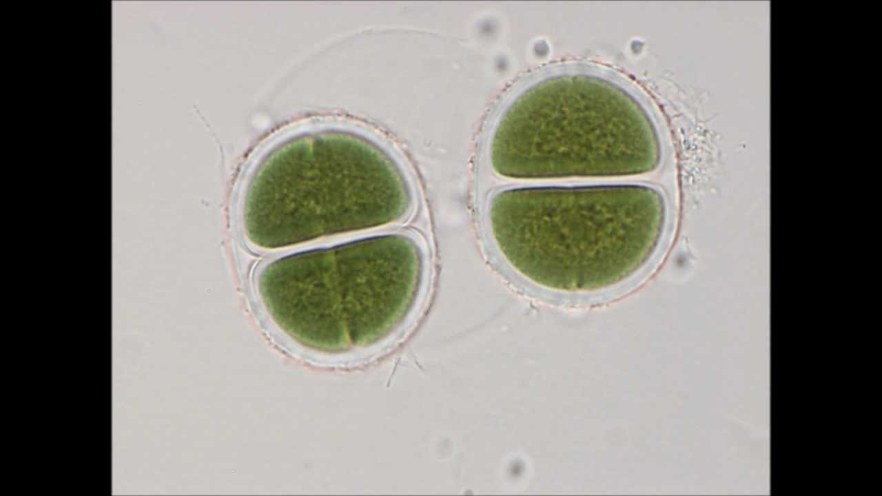 Chroococcus turgidus - YouTube