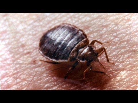 What Insects Impacts On Humans