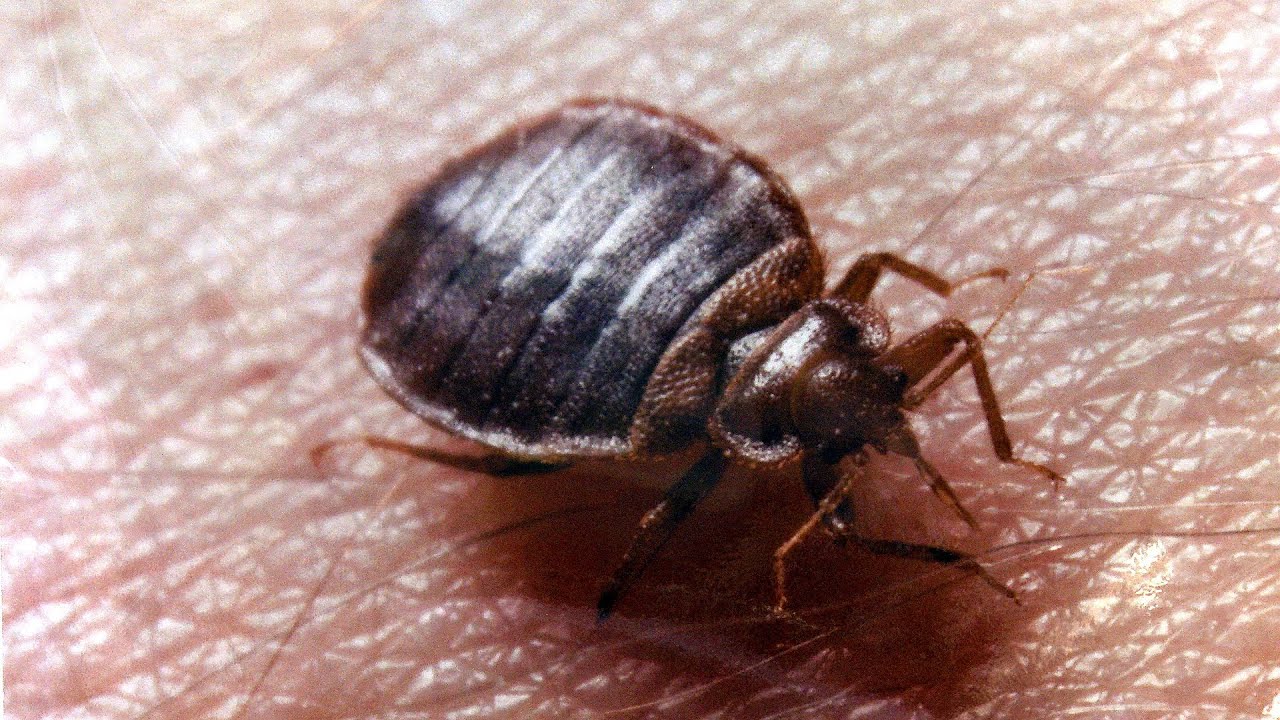 Insects and human health - Who's the Pest? - YouTube