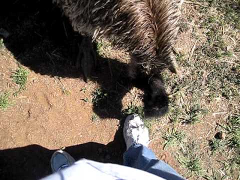 Emu mating dance. - YouTube