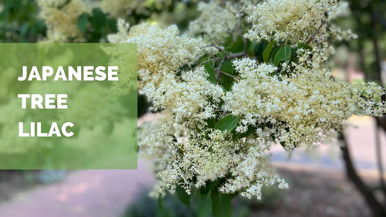 Beautiful Japanese Tree Lilacs in Manitou Springs - YouTube