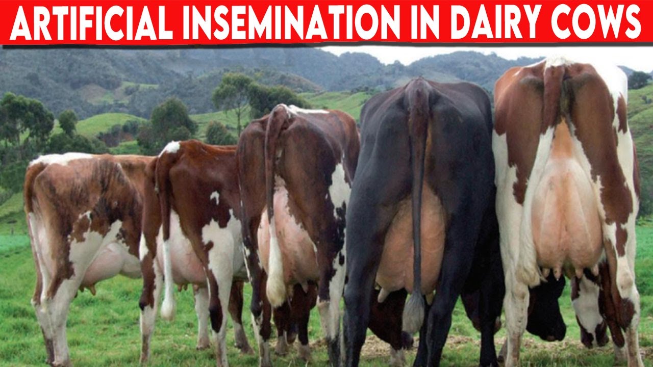 ⭕ Artificial Insemination In Dairy Cows Dairy Cows - YouTube