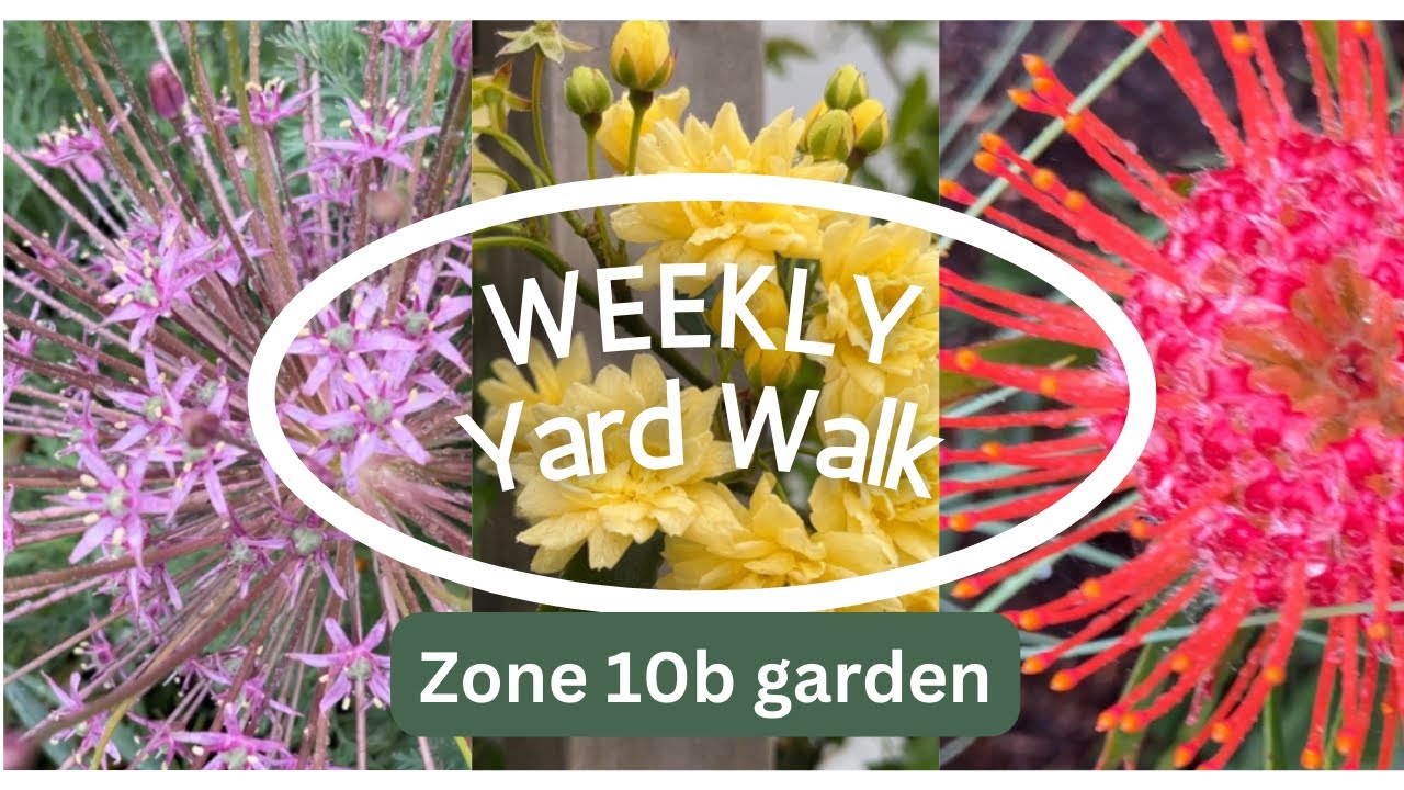 Weekly Yard Walk on a Rainy Windy Morning. - YouTube